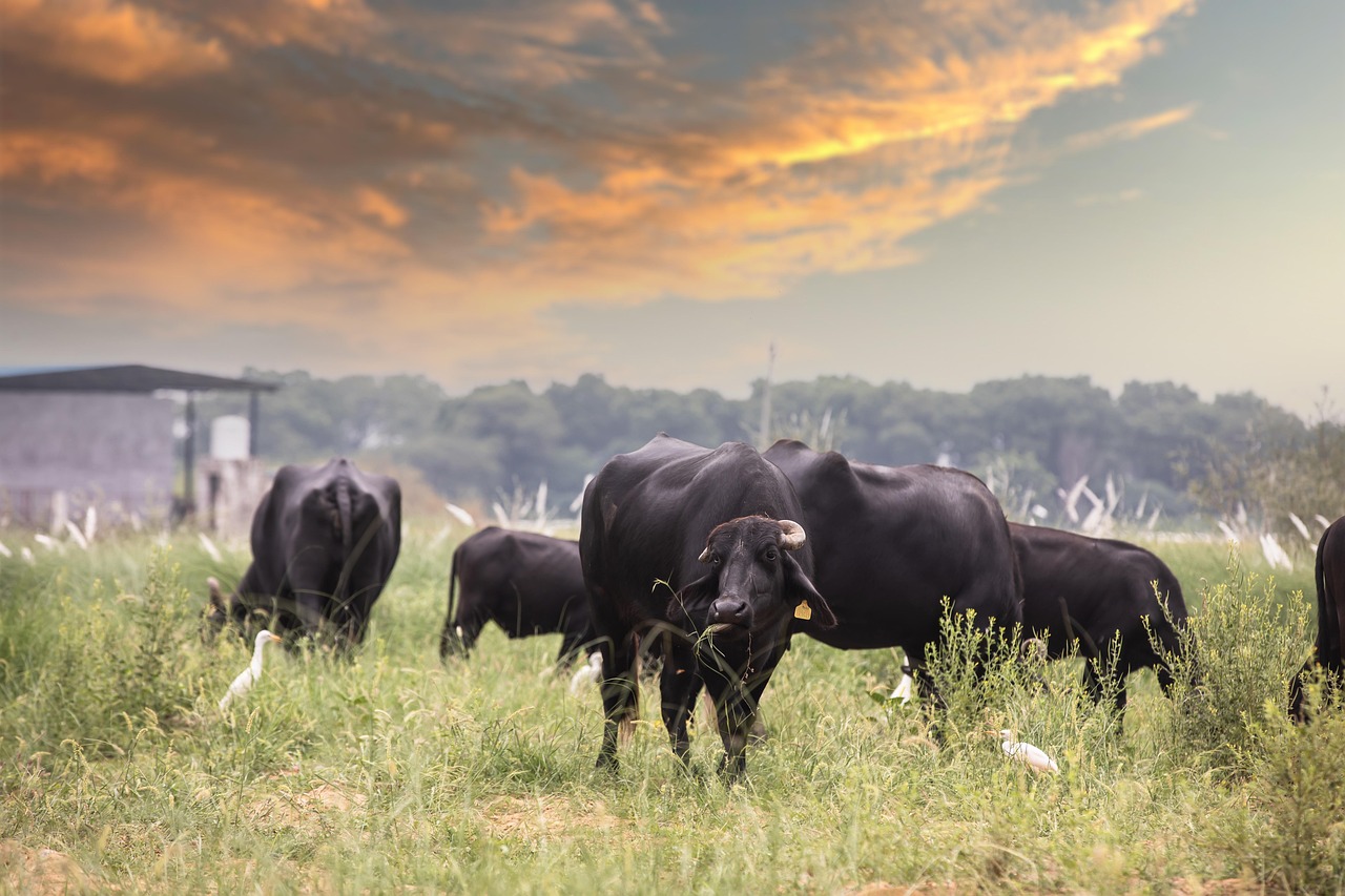 A tale of two markets for the Australian cattle industry: destocking in ...