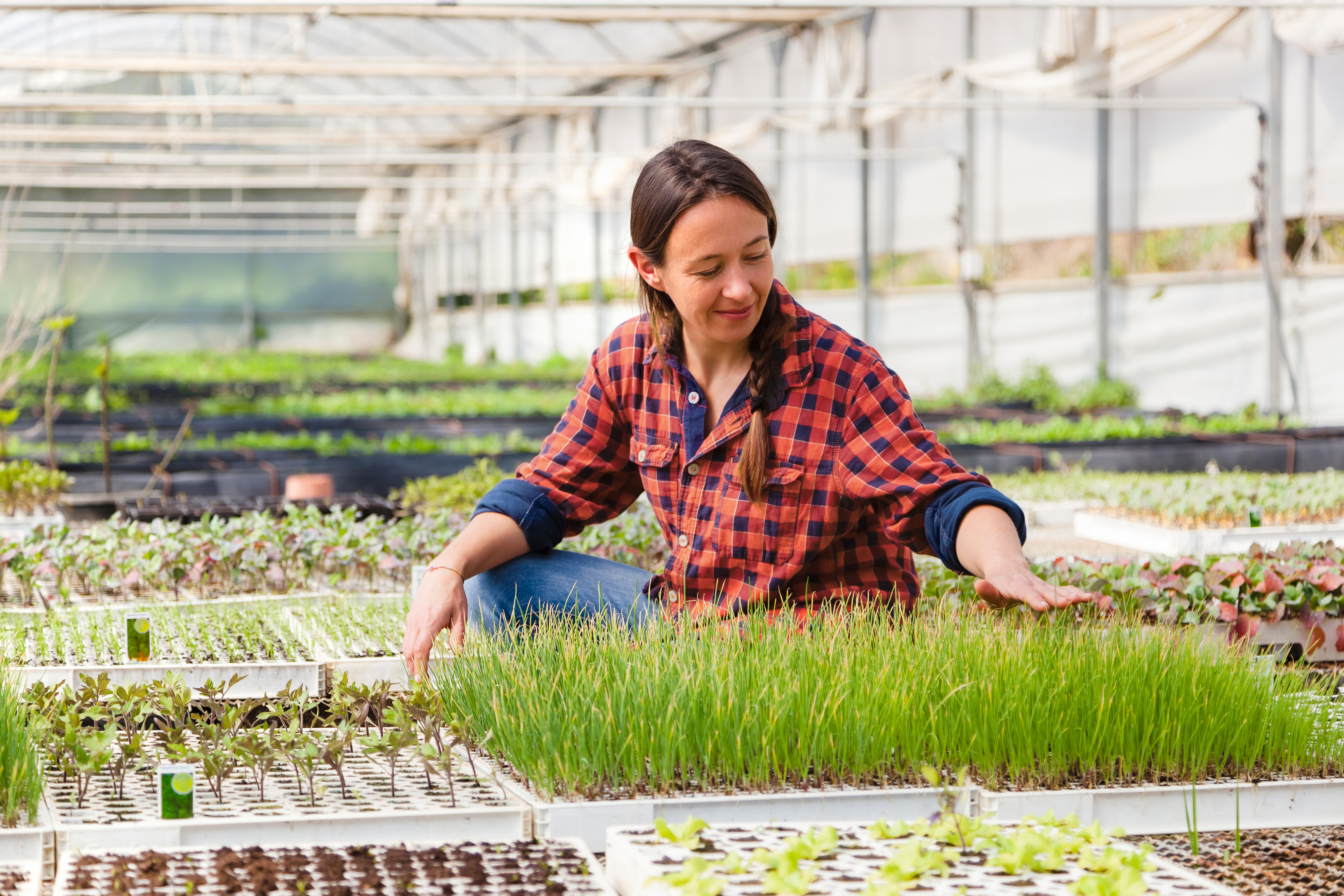 Horticulture in bloom: can Australia hold its global edge? | ANZ