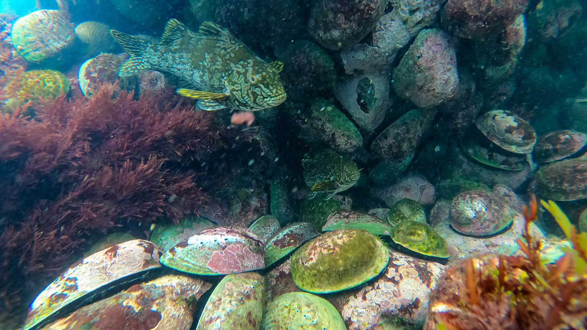 How research into the humble pāua could change finance | ANZ