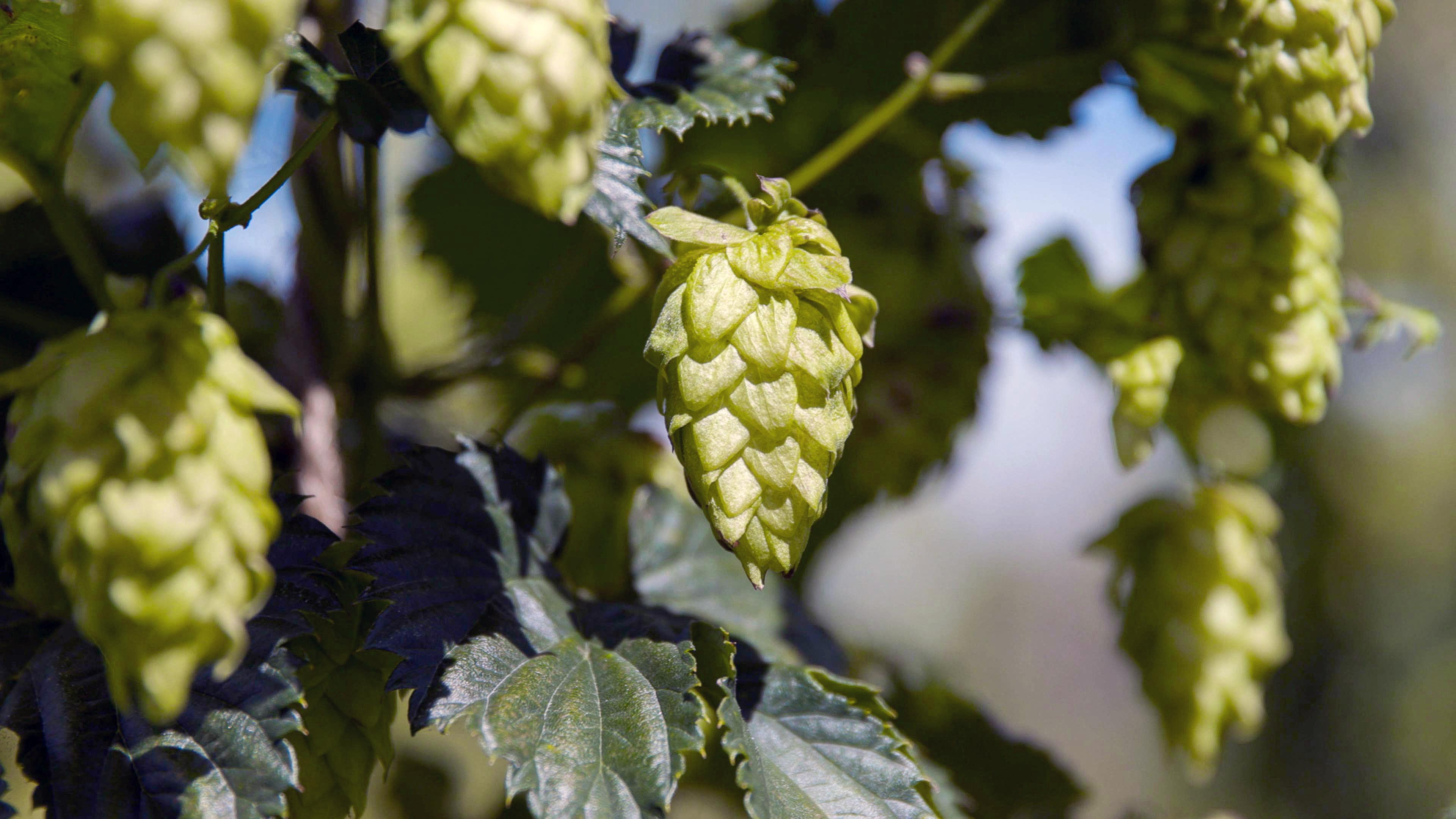 `NZ’s next hop model’: Huge hop garden set to bolster industry | ANZ