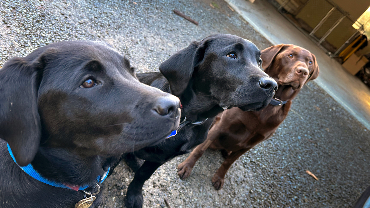 A friend for life: Waitlist for assistance dogs ‘growing every day’ | ANZ